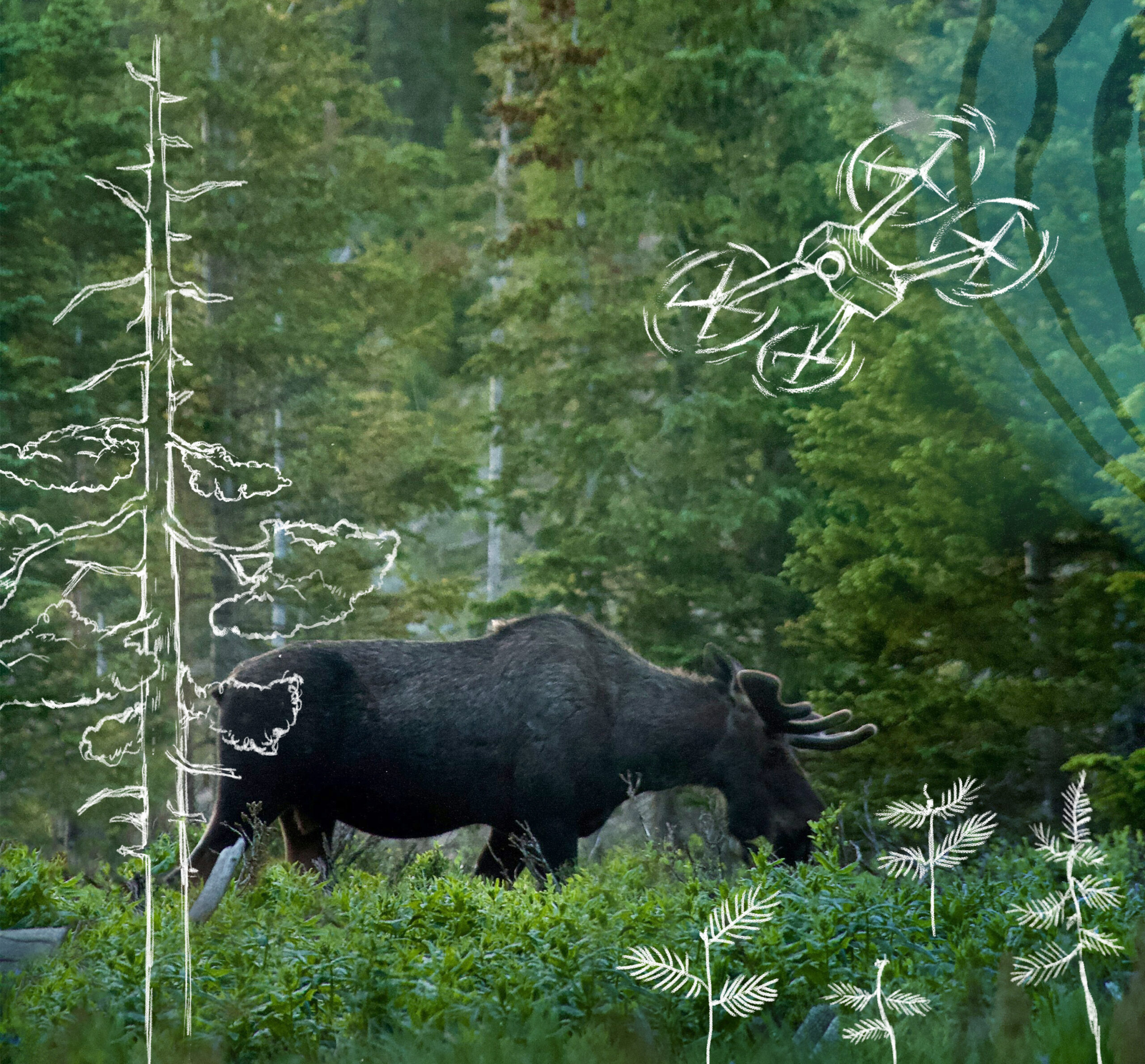 ClimateForest - Climate Change Adaptation of Northern Forests: Risks ...
